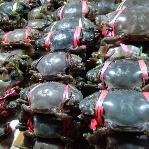 Jual kepiting segar 1kg | Shopee Indonesia