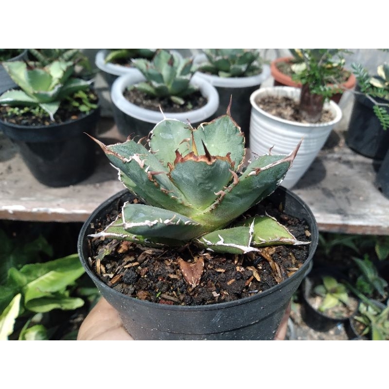 Jual agave titanota FO76 | Shopee Indonesia