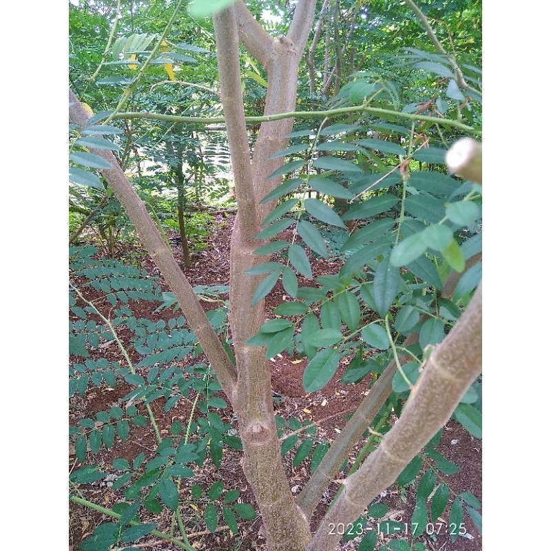 Jual stek bibit indigofera pakan ternak paling bagus khusus batang ...