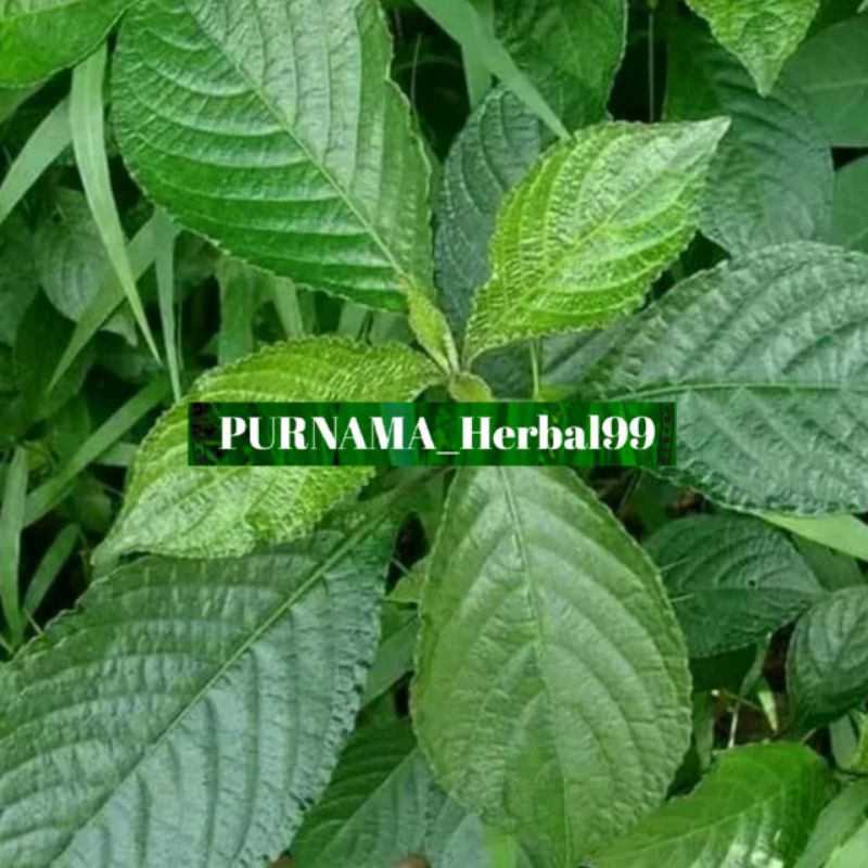 Jual Jual Daun keji beling 250gram segar atau daun pecah beling daun ...