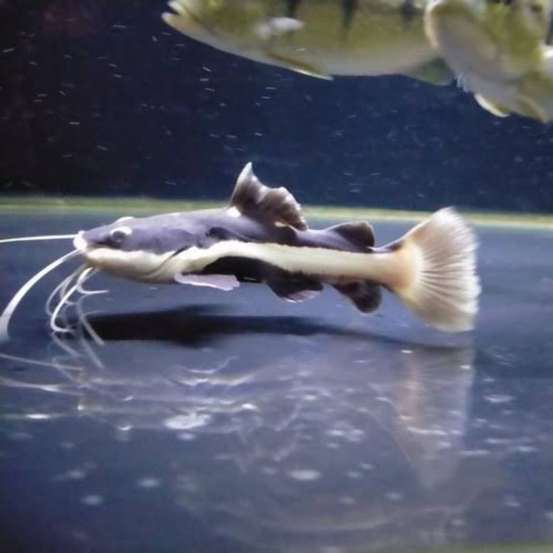 Jual red tail catfish rtc baby 11 12 cm | Shopee Indonesia