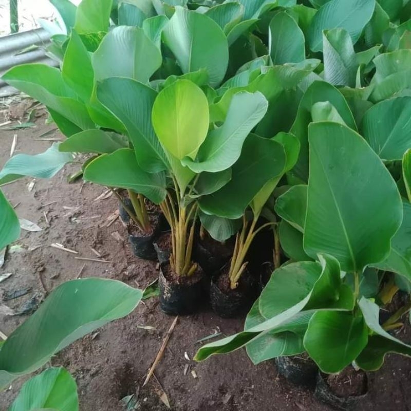 Jual PAKET /10 tanaman pisang calathea tinggi pohon 60-70cm | Shopee ...