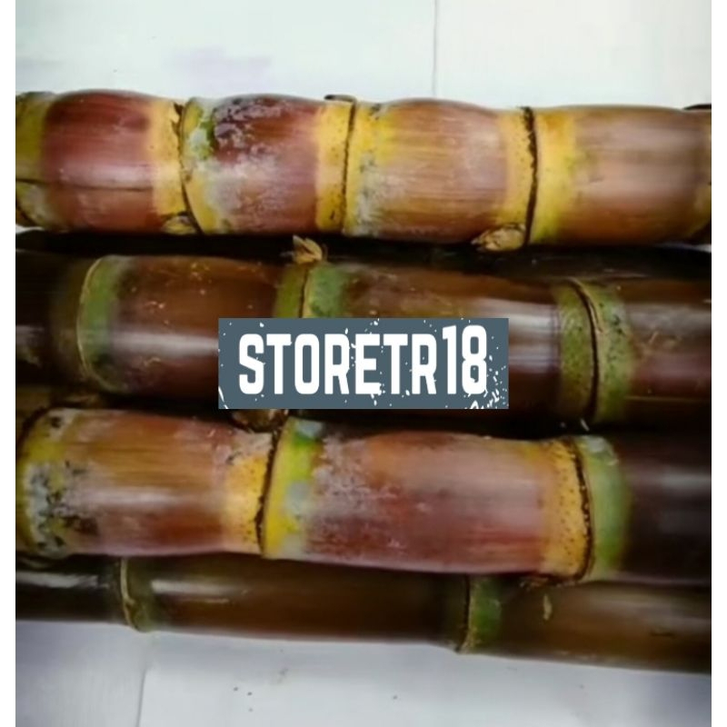 Jual Batang Tebu Merah Segar Paket 1 Kg | Shopee Indonesia