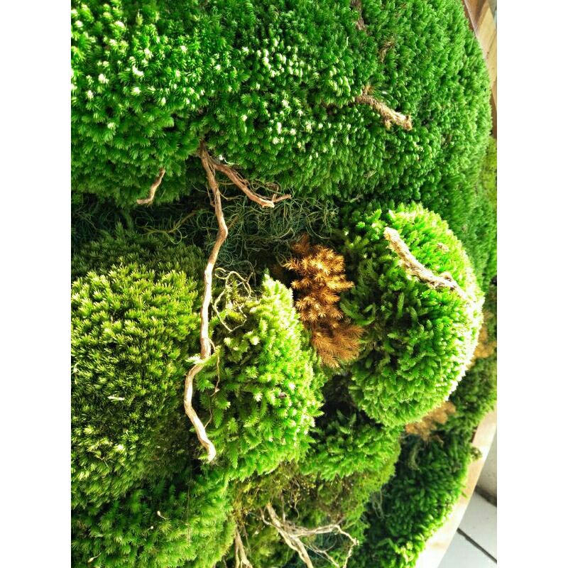 Jual MOSS ART / MOSS WALL ART / PRESERVED MOSS / LUMUT ABADI | Shopee ...