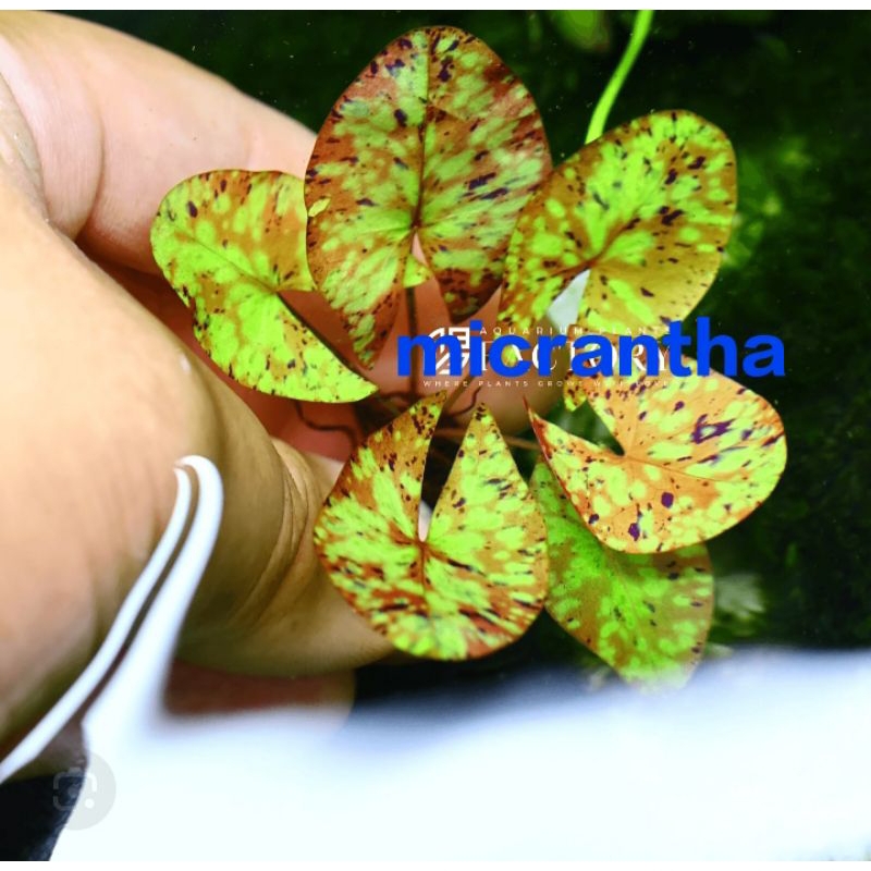 Jual nympea micrantha tricolor lotus tanaman stabilo aquascape air ...