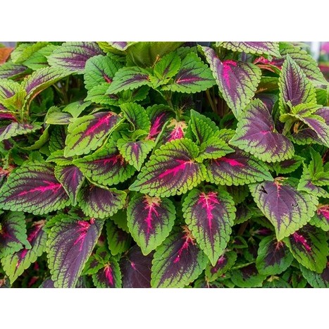 Jual Benih Bibit Biji Bunga Coleus Import Unggul Seeds Collection ...