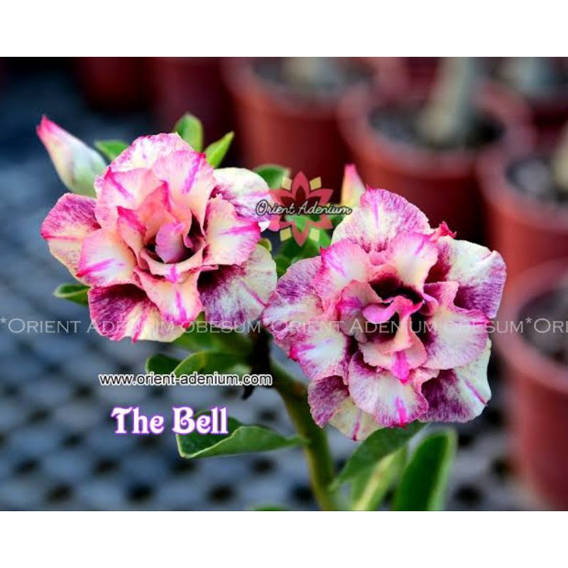 Jual ADENIUM BUNGA TUMPUK* THE BELL* | Shopee Indonesia