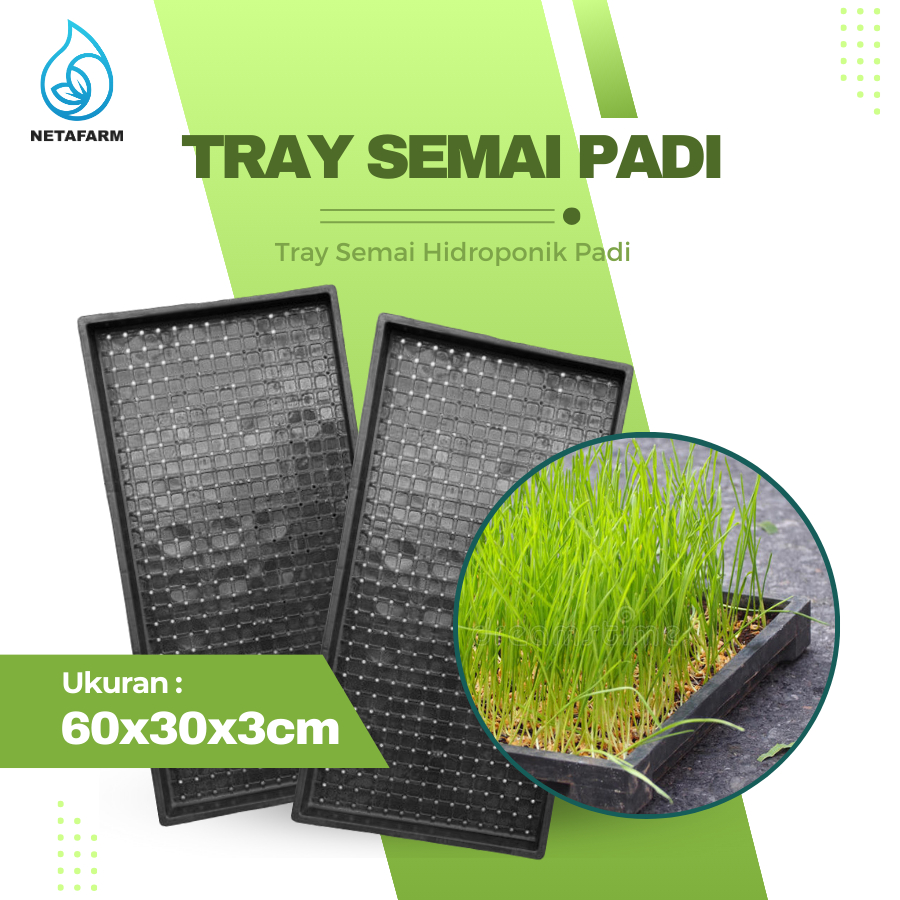 Jual Tray Semai Padi Pot Pembibitan Padi Hidroponik 60 x 30 x 3 ( 1 pcs ...
