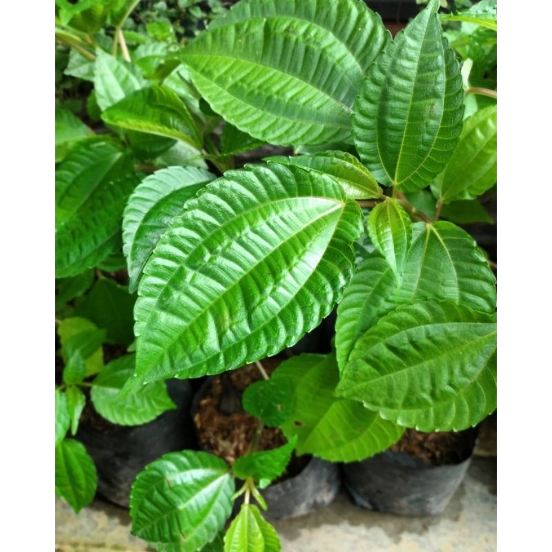 Jual Bibit poh pohan Lalapan sayur murah / tanaman pohpohan Lalapan ...