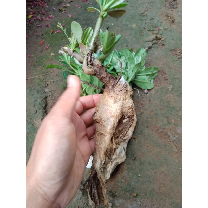 Jual BIBIT GINSENG JAWA / TANAMAN GINSENG JAWA / BENIH GINSENG JAWA ...