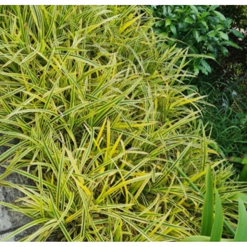 Jual Tanaman hias pandan kuning berduri tanaman pandan mini tanaman ...
