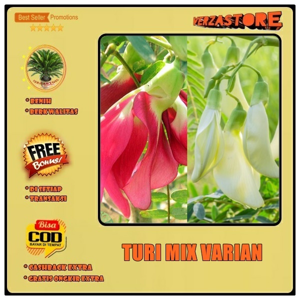 Jual biji/benih/bibit tanaman turi mix /15 biji | Shopee Indonesia