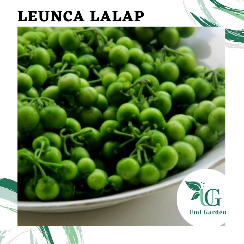 Jual 120 Biji Benih Buah Leunca Lalap Sayuran Berkuwalitas | Shopee ...