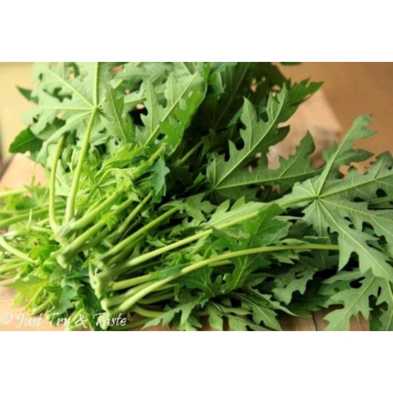 Jual Daun Pucuk Pepaya Muda Segar 1 Kg Shopee Indonesia