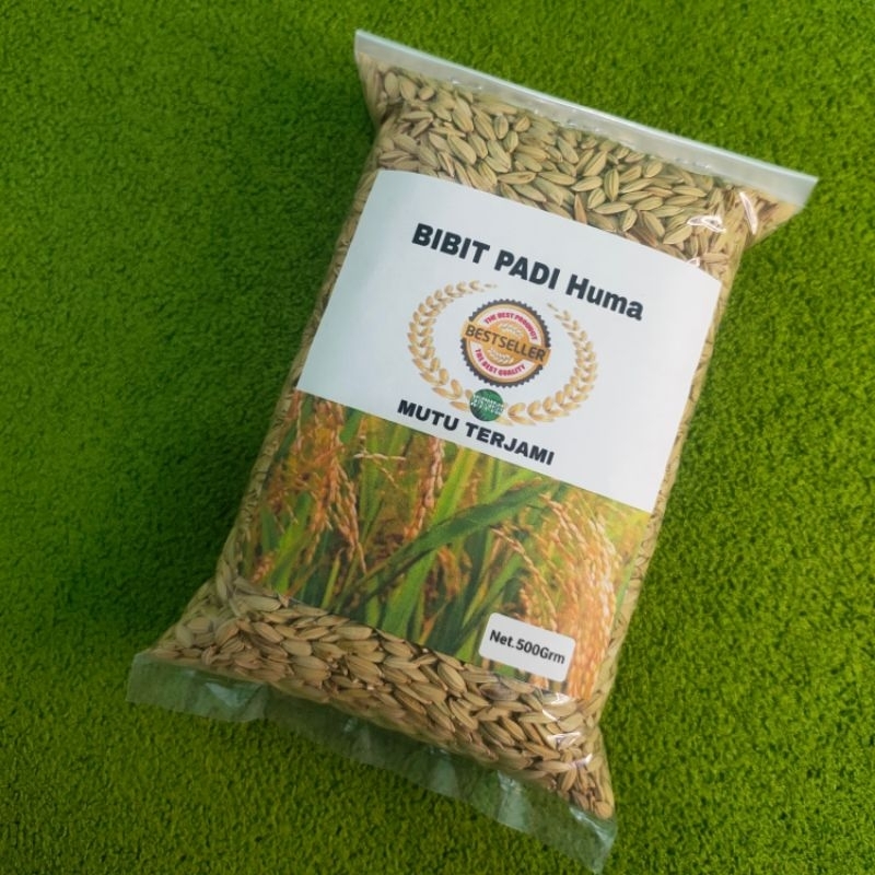 Jual Bibit Padi Huma Super paket 500 grm | Shopee Indonesia