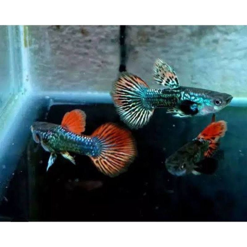 Jual ikan hias guppy cobra/mozaik,jantan | Shopee Indonesia