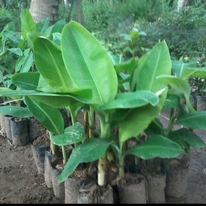 Jual BIBIT PISANG RAJA BESAR | Shopee Indonesia
