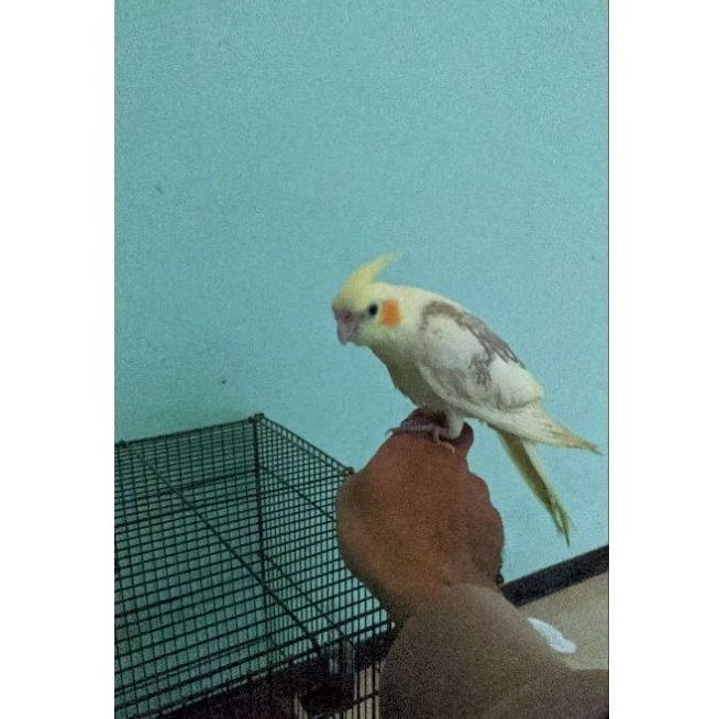 Jual Burung Falk Parkit Autralia Cockatiel Jinak Sehat GRATIS ONGKIR ...