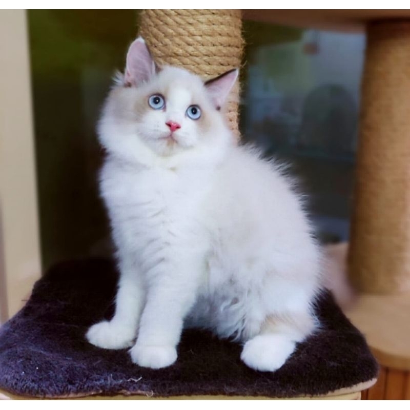 Jual ragdoll betina | Shopee Indonesia