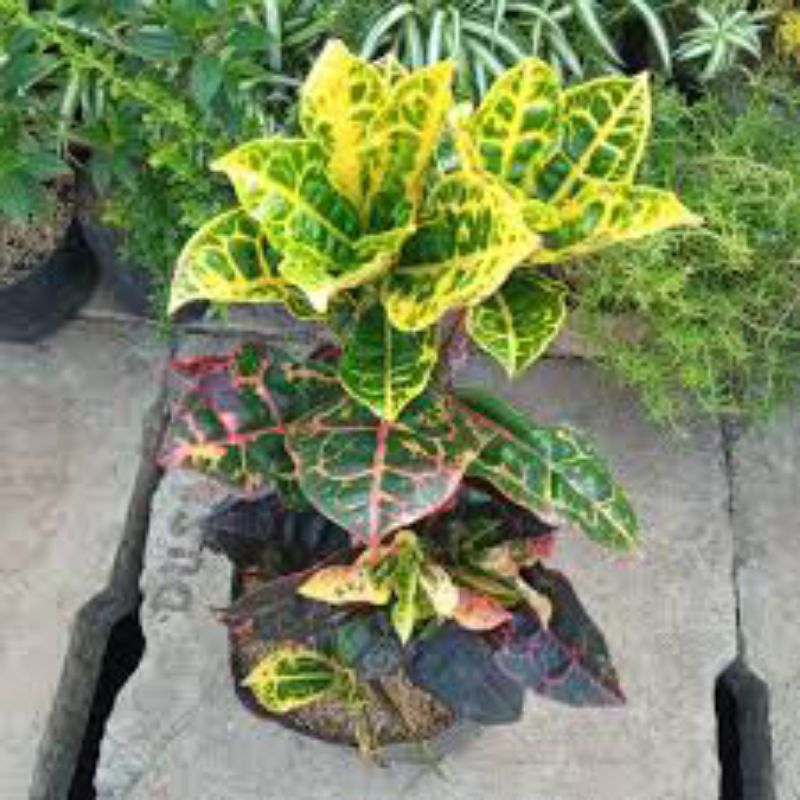 Jual Tanaman Puring Kura Kura Kecil Siap Tanam | Shopee Indonesia