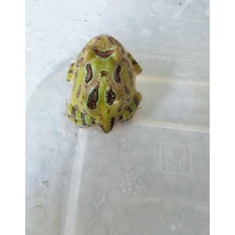 Jual Kodok Pacman | Shopee Indonesia