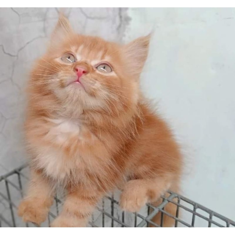 Jual persia_oren full | Shopee Indonesia