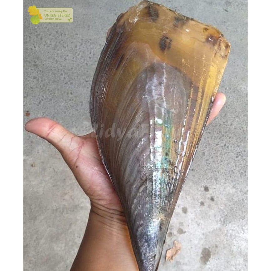 Jual Kerang Kapak Kerang Kapak Hidup 1Kg | Shopee Indonesia