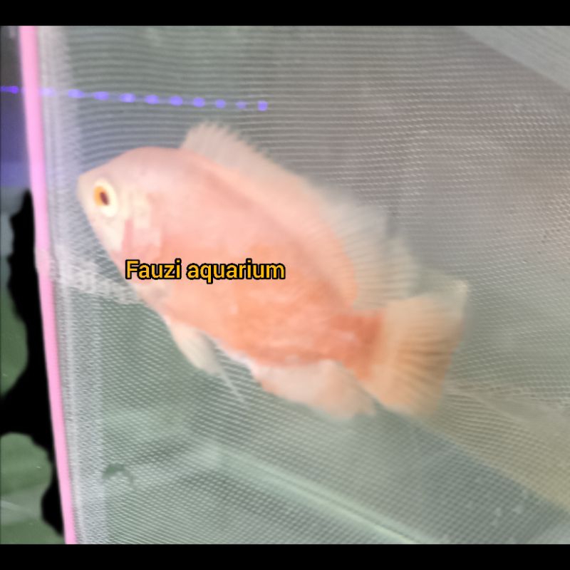 Jual IKAN HIAS OSCAR PARIS RED CHILI | Shopee Indonesia