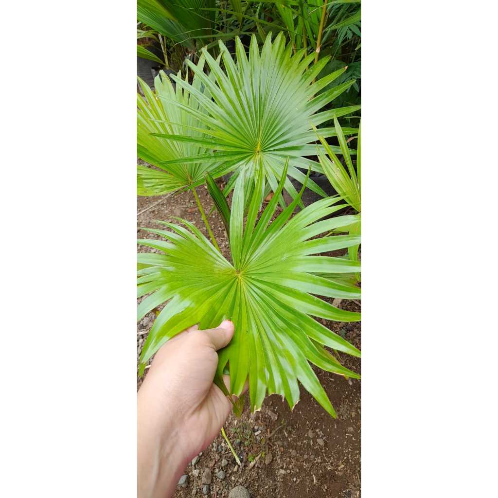 Jual Palem Sadeng Tanaman Hias Palem Sadang Hida Bibit | Shopee Indonesia