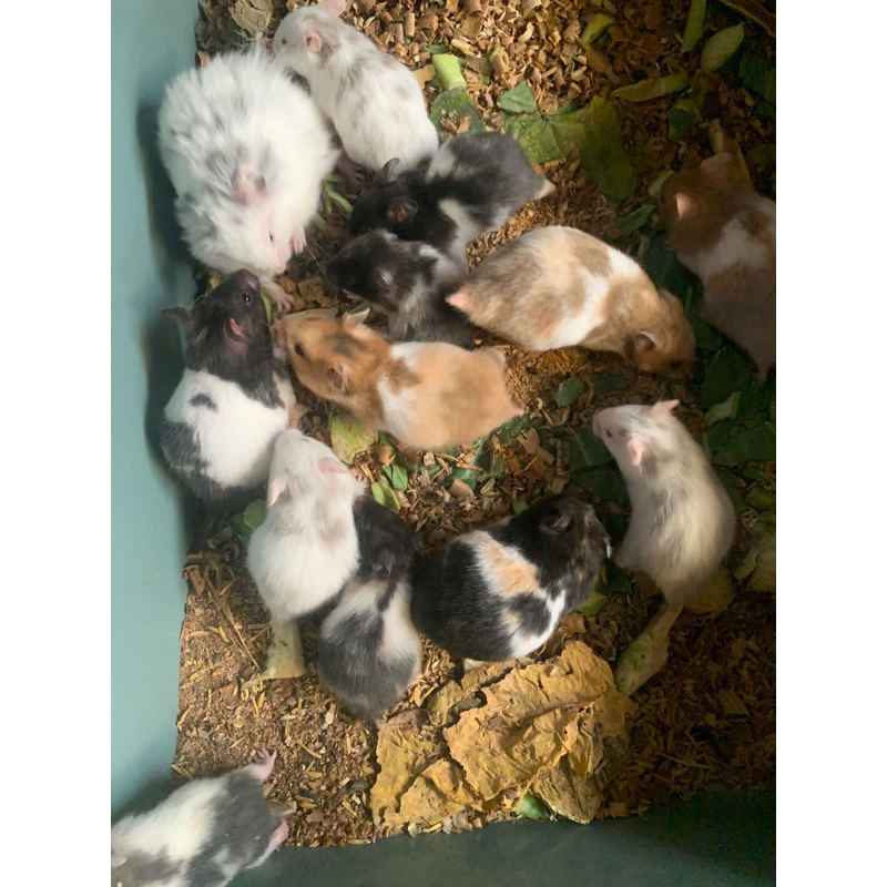 Jual HAMSTER JENIS SYRIAN FUJIYAMA DAN TRICO | Shopee Indonesia