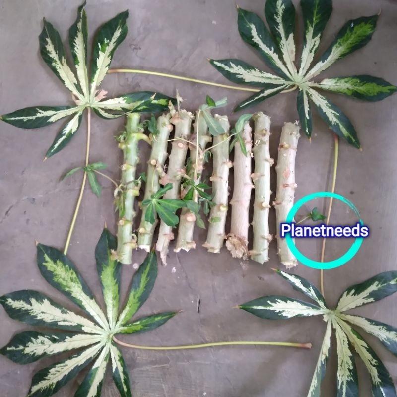 Jual Obral Stek Batang Singkong Variegata Promo Bibit Stek Ketela Pohon ...