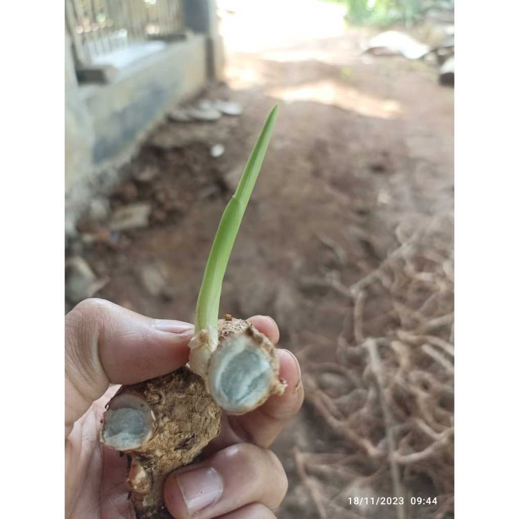Jual paket 10 bibit tunas tanaman temu hitam/kunyit hitam | Shopee ...