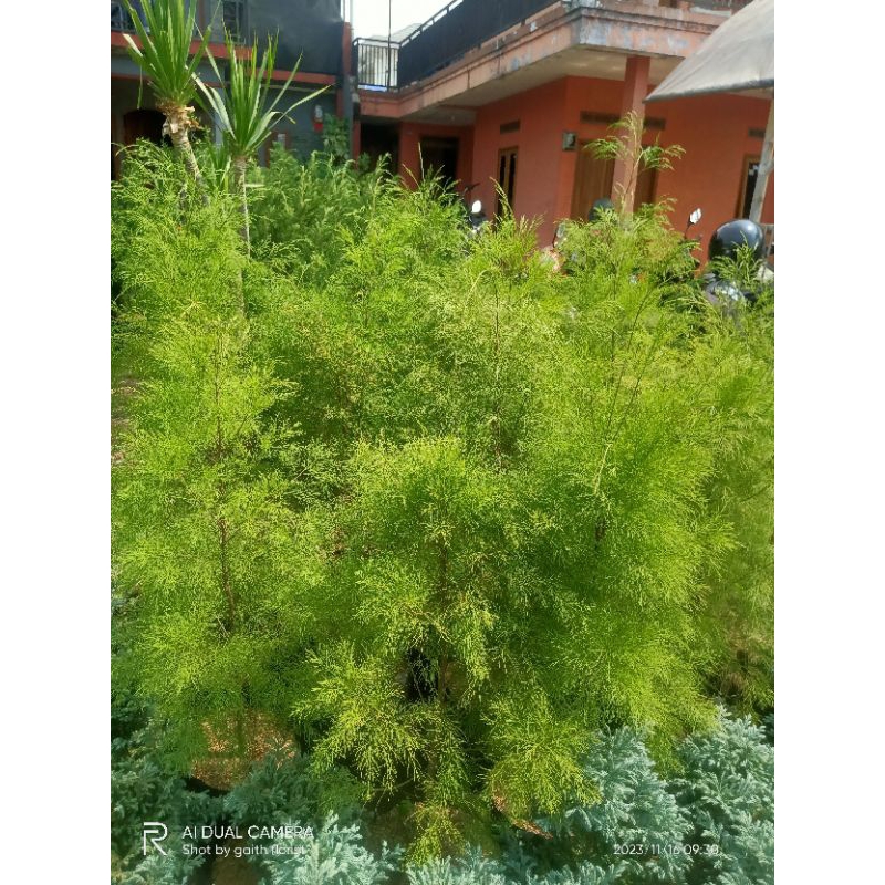Jual tanaman hias pohon Cemara balon ukuran 1 meter | Shopee Indonesia