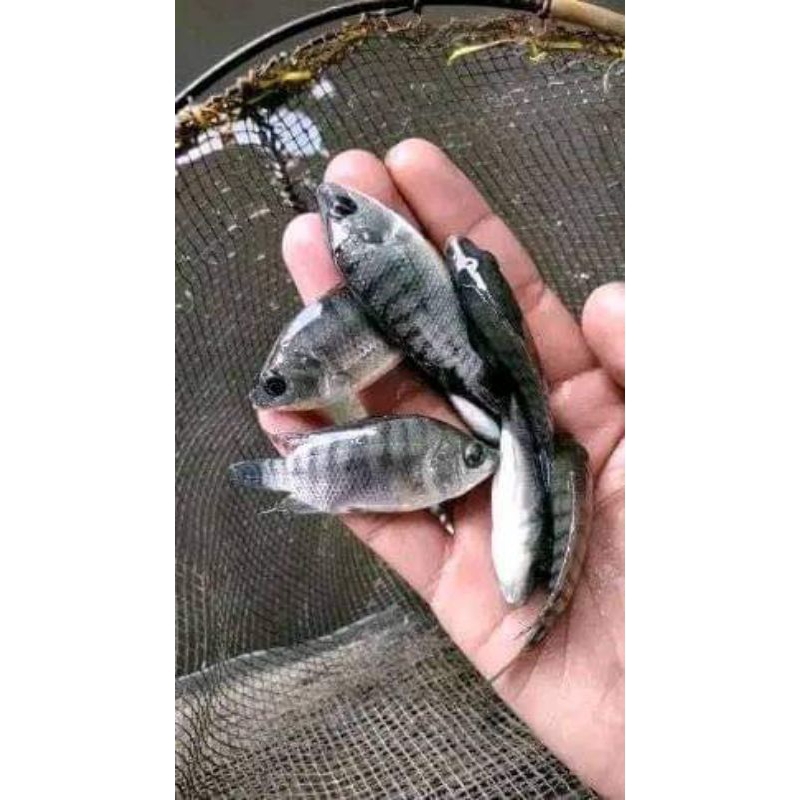 Jual Bibit Ikan Nila | Benih Ikan Nila | Nila Nirwana Ukuran 1 Jari ...