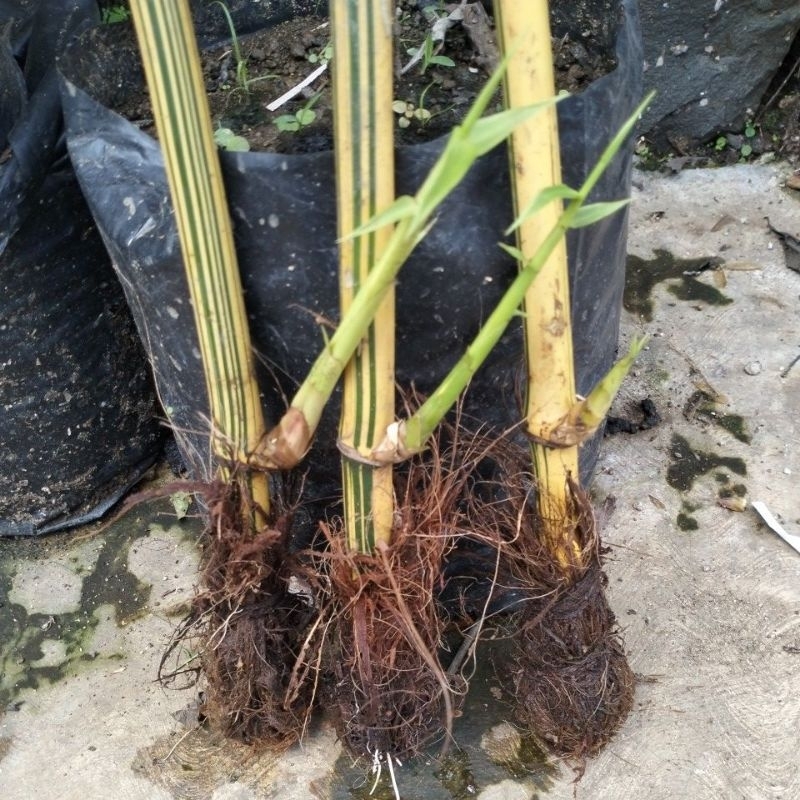 Jual Bibit Bambu Kuning Tanaman Hias Isi 3 Sudah Bertunas Panjang 20Cm ...