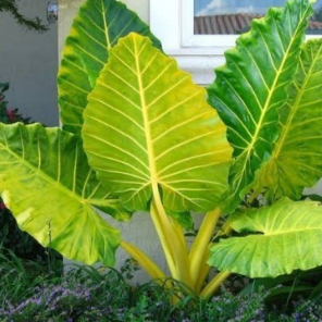 Jual Tanaman Daun Sente Hijau Besar | Shopee Indonesia