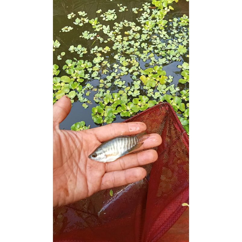 Jual bibit ikan sepat siem ukuran 7-8 cm | Shopee Indonesia