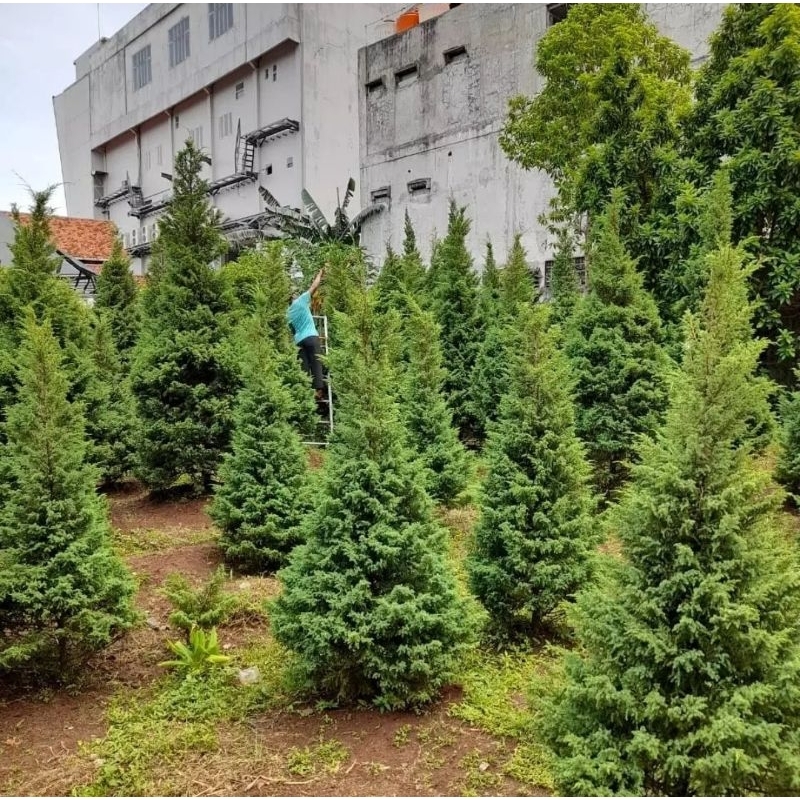 Jual POHON NATAL HIDUP TINGGI 1-3 METER TANAMAN NATAL POHON NATAL PLUS ...