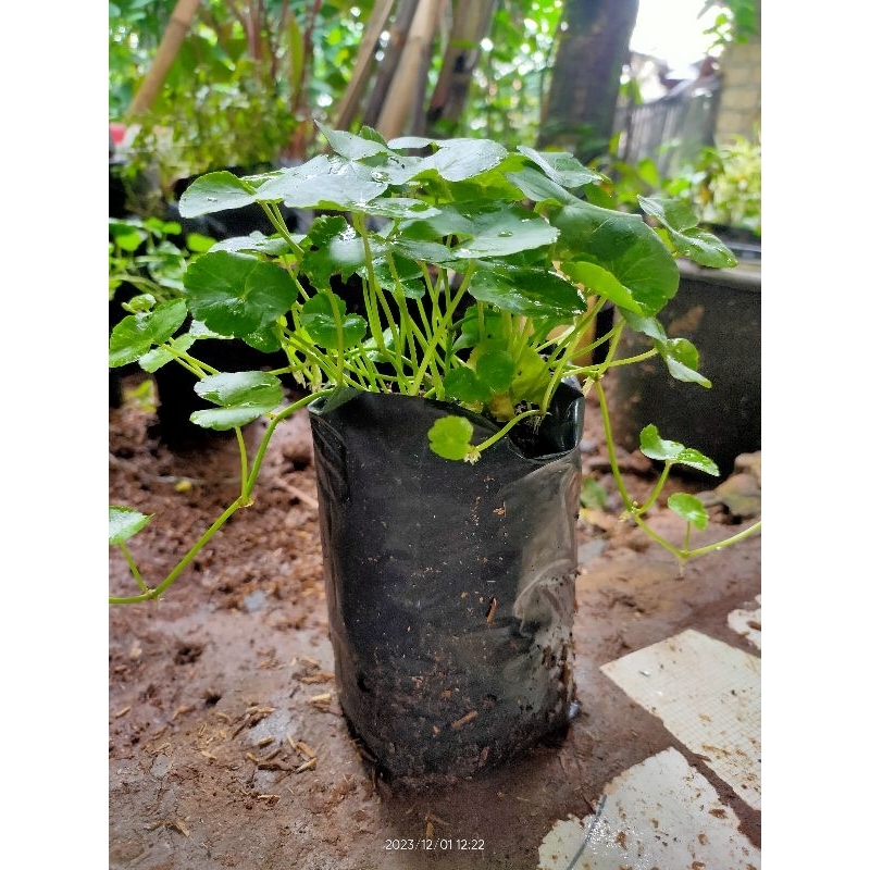 Jual bibit tanaman herbal daun antanan/ daun pegagan | Shopee Indonesia