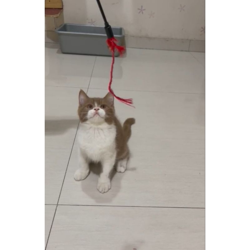 Jual BSH jantan bicolor cinamon | Shopee Indonesia