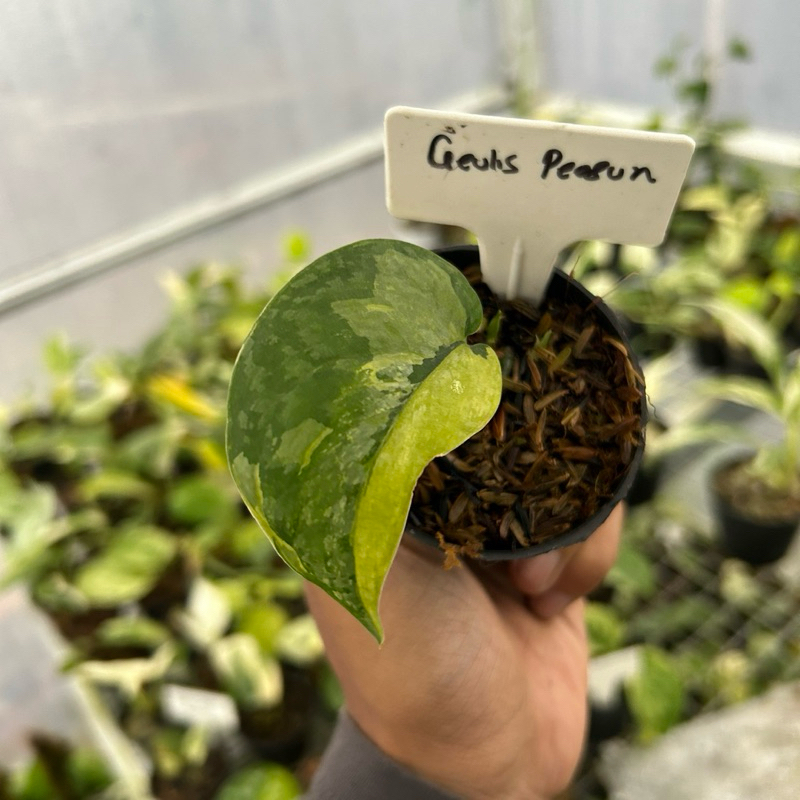 Jual Scindapsus Geulis Peasun Variegata ( Silversplash Based ) | Shopee ...