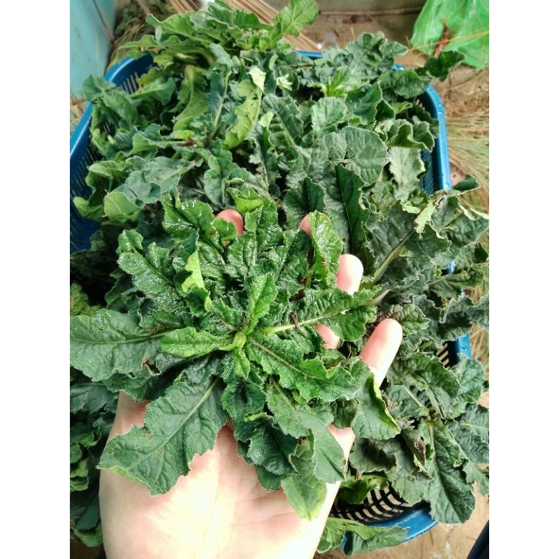Jual DAUN TAPAK LIMAN SEGAR 1 KG / DAUN TAPAK LIMAN FRESH / TAPAK LIMAN ...