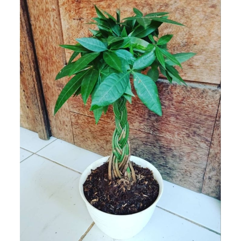 Jual GRATIS ONGKIR!! Tanaman hias pacira kepang 9 - pohon pacira ...