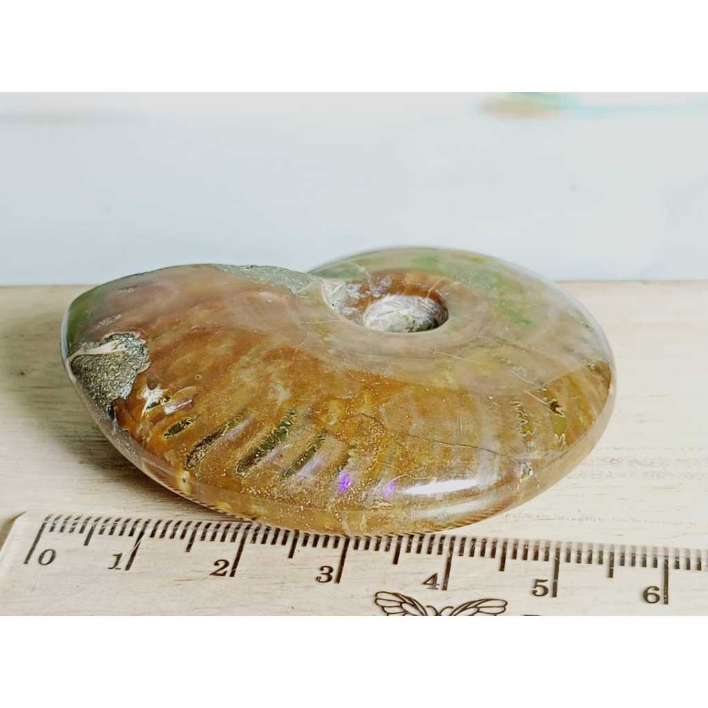 Jual Batu Natural Fossil Keong Rainbow Top Grade (23) | Shopee Indonesia