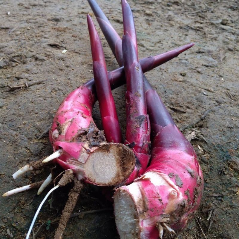 Jual bibt tanaman honje laka merah/ kecombrang merah | Shopee Indonesia
