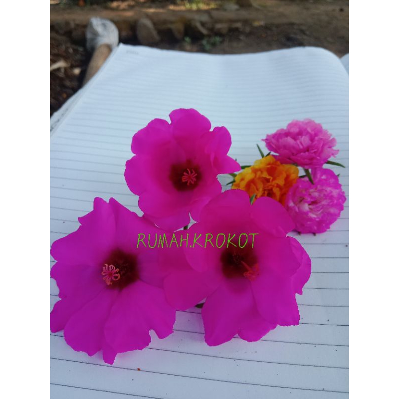 Jual krokot Giant grandiflora ungu (jumbo) 1 & 5 stek batang mossrose ...
