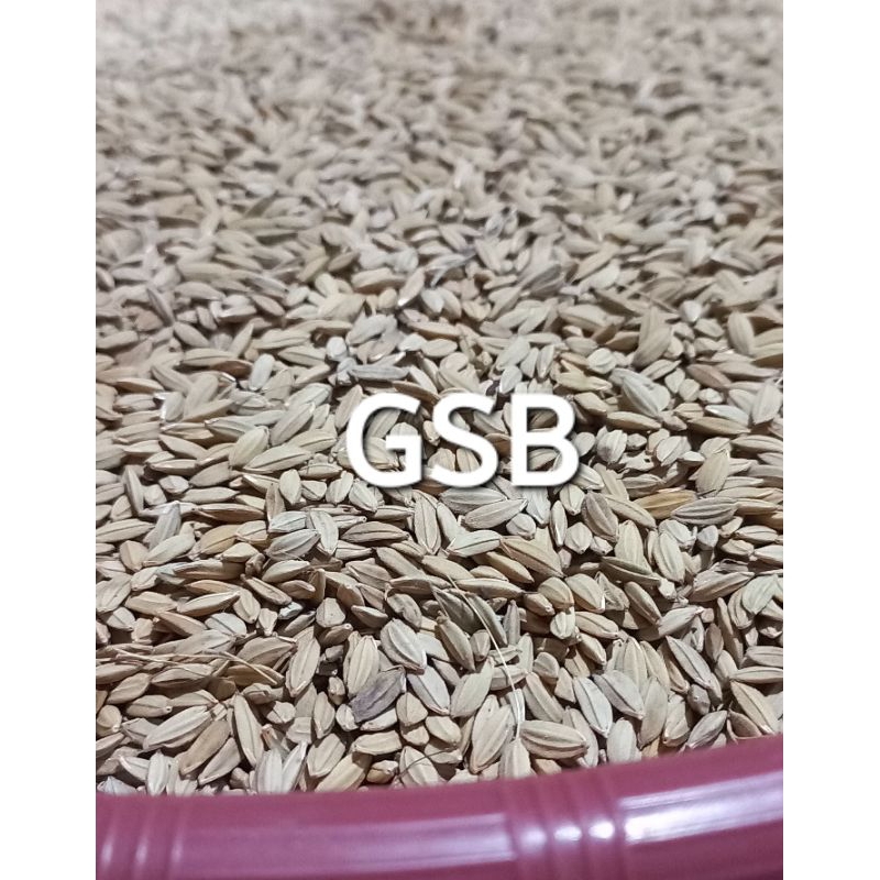 Jual Padi huma benih padi beras merah padi darat kemasan hemat | Shopee ...