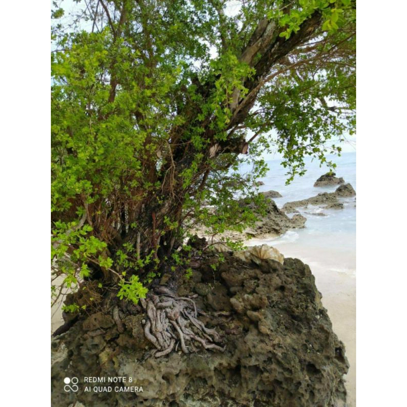 Jual kayu setigi karimun jawa (1kg) | Shopee Indonesia