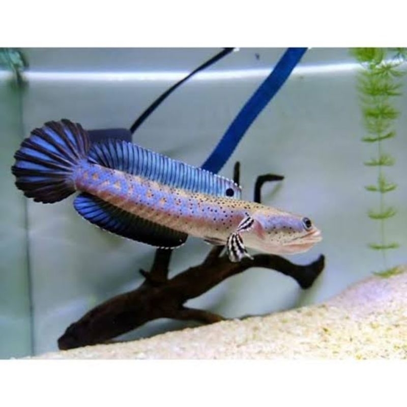 Jual Ikan channa blue pulchra / chana bp | Shopee Indonesia