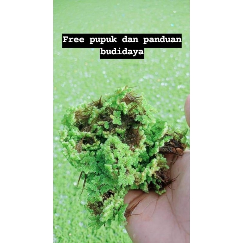 Jual azolla microphyla 1kg//azolla pakan ternak//bibit azolla//azolla ...